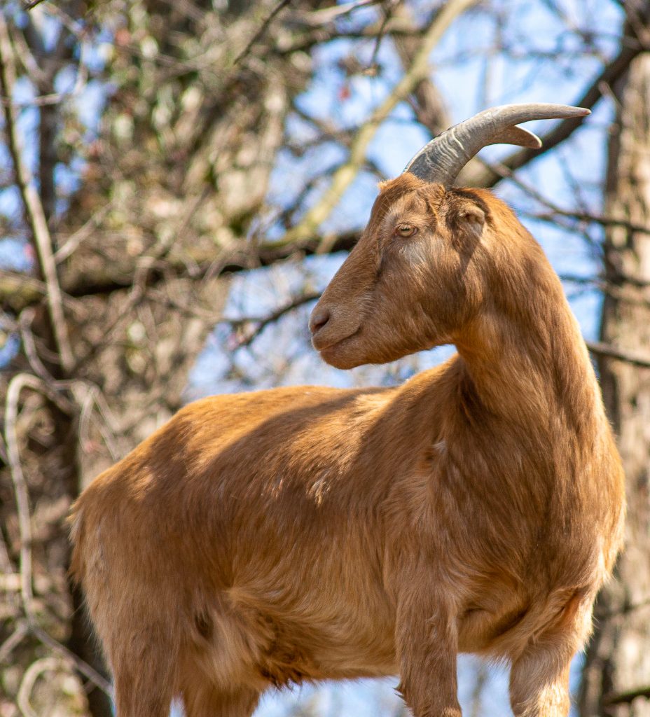 Horse Names | Chicago, IL