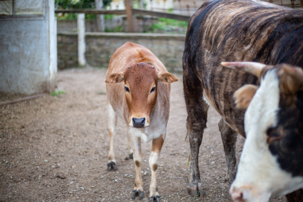 Horseback Riding | Chicago, IL