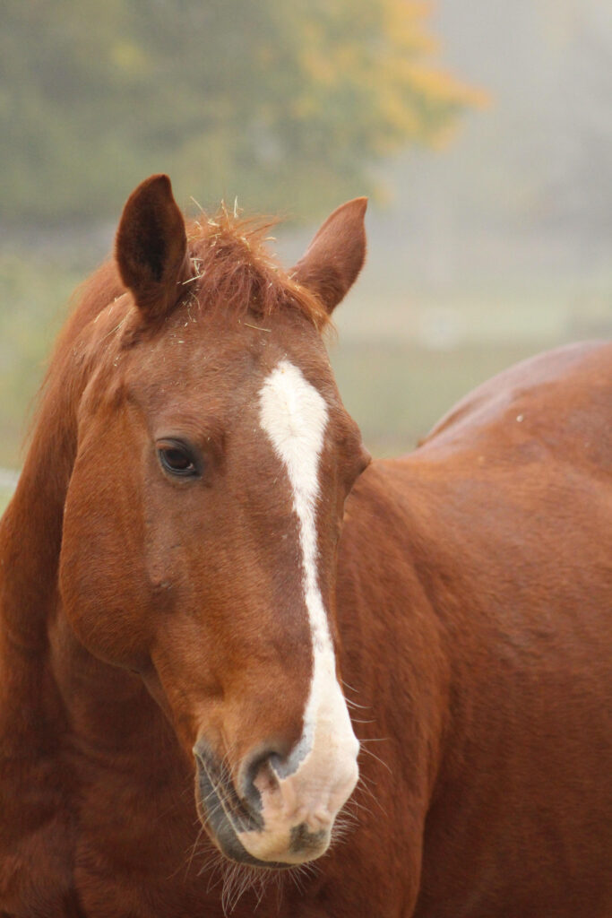 Brownie | Double J Riding Club