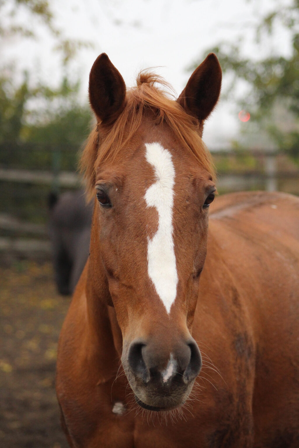 Mia | Double J Riding Club