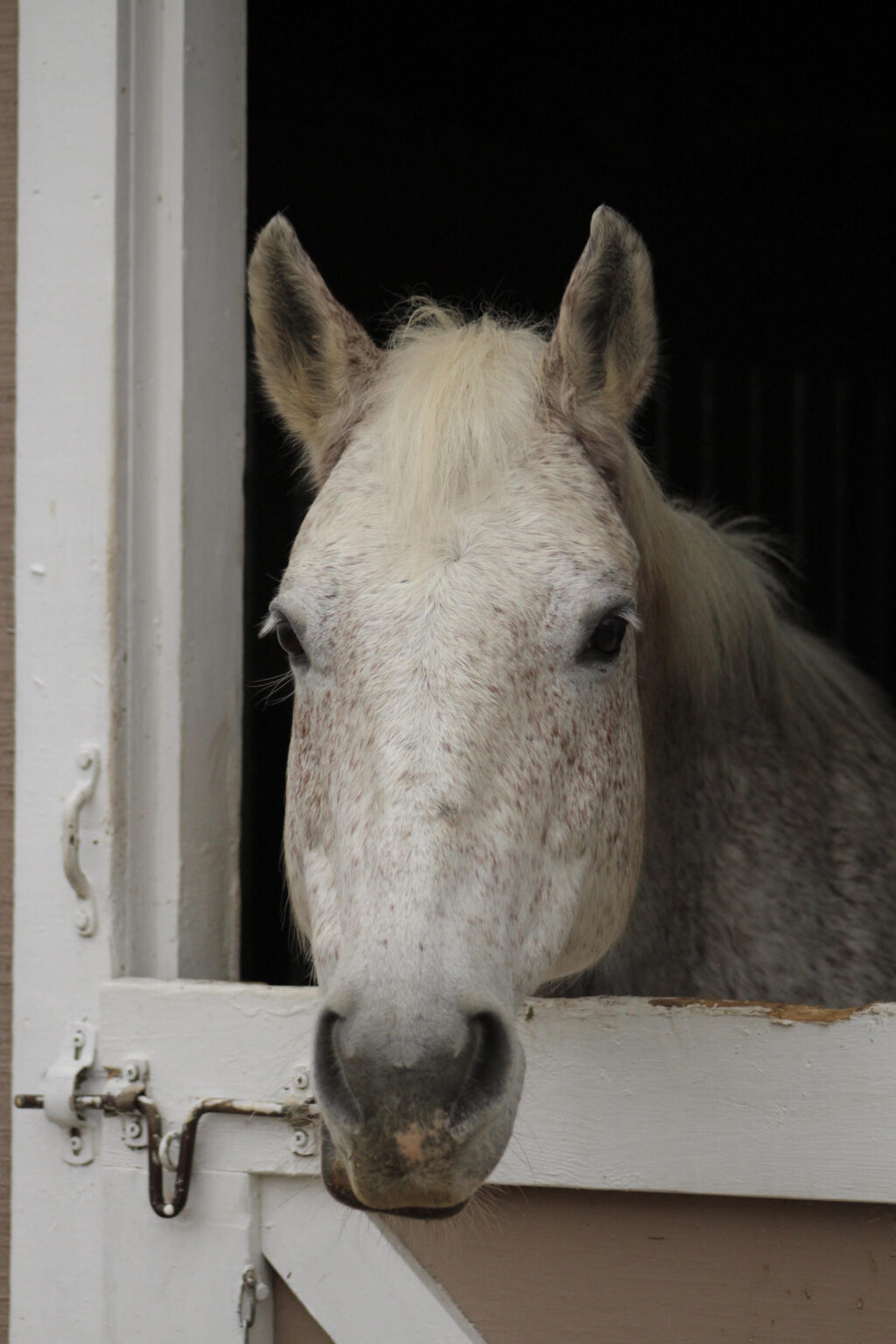 Trooper | Double J Riding Club