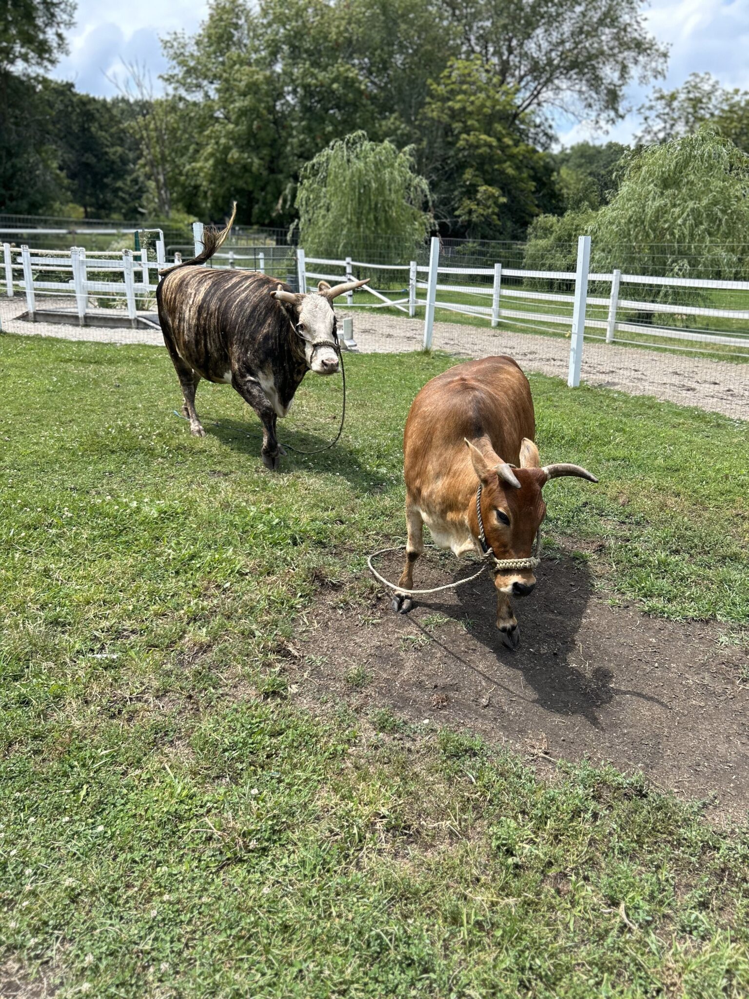 cows | Double J Riding Club